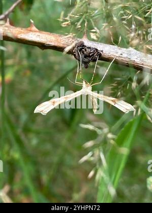 Yarrow Plume Moth (Gillmeria pallidactyla Stock Photo - Alamy