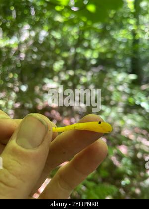 orange earthtongue (Microglossum rufum Stock Photo - Alamy