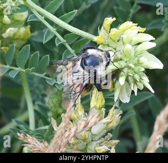 White-shouldered Bumble Bee (Bombus appositus Stock Photo - Alamy