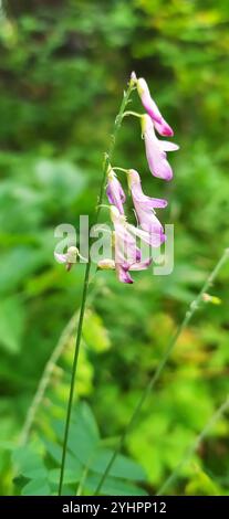 Alpine Sweet-vetch (Hedysarum alpinum Stock Photo - Alamy