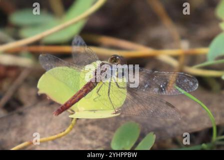 Pygmy Percher (Nannodiplax rubra Stock Photo - Alamy