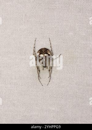 Common Pirate Spider (Mimetus puritanus Stock Photo - Alamy