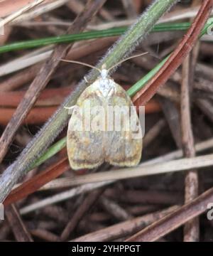 Red-edged Acleris Moth (Acleris albicomana Stock Photo - Alamy