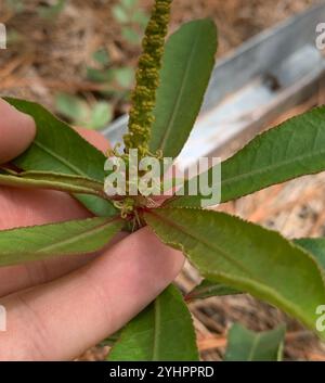 Queen's Delight (Stillingia sylvatica Stock Photo - Alamy