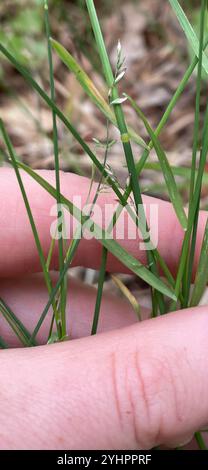Canada bluegrass (Poa compressa Stock Photo - Alamy