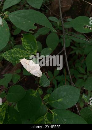 Yellow Slant-line (Tetracis crocallata Stock Photo - Alamy