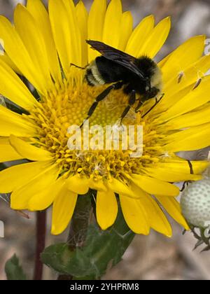 Coastal Gum Plant (Grindelia stricta platyphylla Stock Photo - Alamy