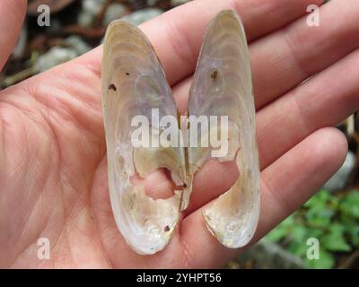 Western Floater (Anodonta kennerlyi Stock Photo - Alamy