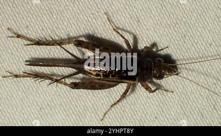 Small Ground Crickets (Neonemobius Stock Photo - Alamy
