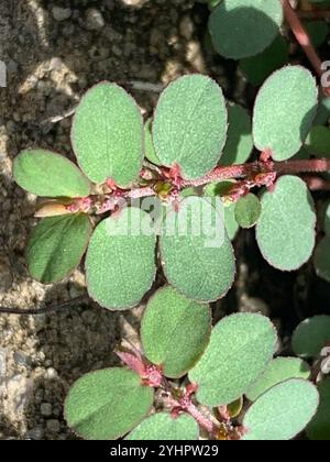 prostrate sandmat (Euphorbia prostrata Stock Photo - Alamy