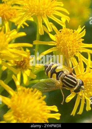 Trivittate Marsh Fly (Helophilus trivittatus Stock Photo - Alamy