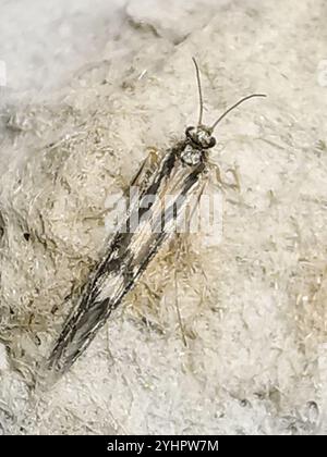 Salt and Pepper Microcaddisfly (Agraylea multipunctata) Insecta Stock ...