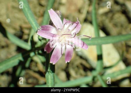 lettuce wirelettuce (Stephanomeria lactucina Stock Photo - Alamy
