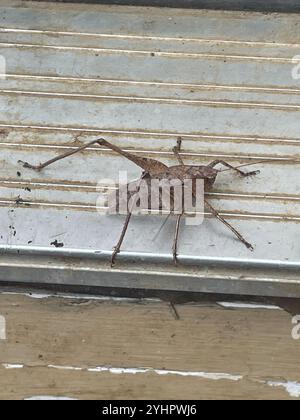 American Shieldback (Atlanticus americanus Stock Photo - Alamy