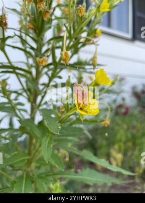 Primrose Moth (Schinia florida Stock Photo - Alamy