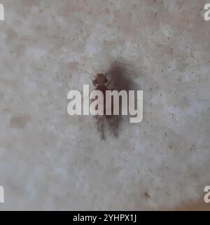 Scaly-winged Barklice (Lepidopsocidae Stock Photo - Alamy