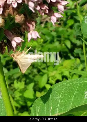 Common Looper Moth (Autographa precationis Stock Photo - Alamy