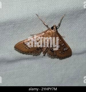 Media Moth (Samea baccatalis Stock Photo - Alamy