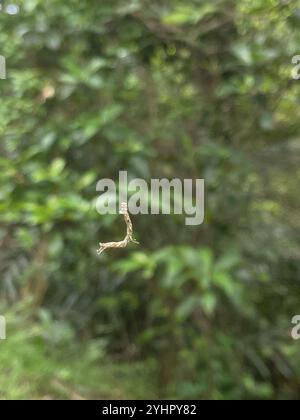 Cross-line Wave Moth (Traminda aventiaria Stock Photo - Alamy