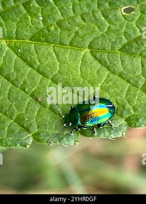 Dead-nettle Leaf Beetle (Fasta fastuosa Stock Photo - Alamy