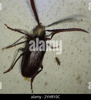Tile-horned Prionus (Prionus imbricornis Stock Photo - Alamy