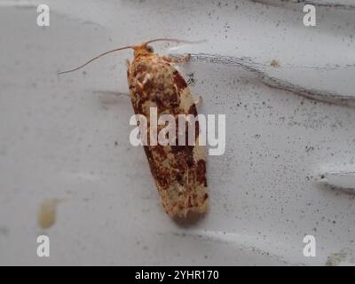 Jack Pine Budworm Moth (Choristoneura pinus Stock Photo - Alamy