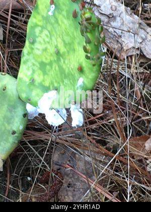Cochineal Scale Bugs (Dactylopius Stock Photo - Alamy