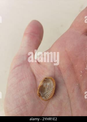 Transverse Ark (Anadara transversa Stock Photo - Alamy