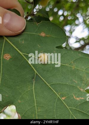 A Hedgehog Gall Wasp (Acraspis erinacei) gall on the underside of a ...