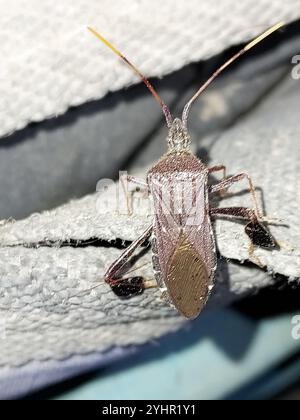 Northern Leaf-footed Bug (Leptoglossus oppositus), Insecta, La Colonia ...