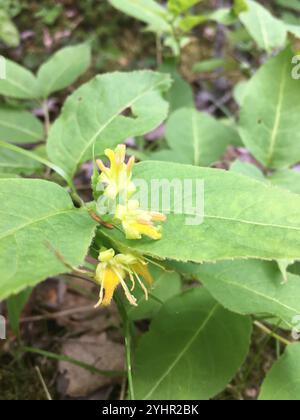 northern bush honeysuckle (Diervilla lonicera Stock Photo - Alamy