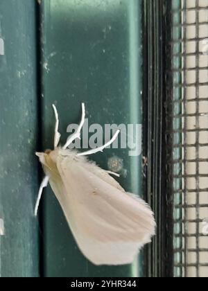 Elm Spanworm Moth (Ennomos subsignaria) Insecta Stock Photo - Alamy