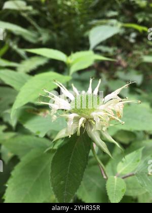 white bergamot (Monarda clinopodia Stock Photo - Alamy