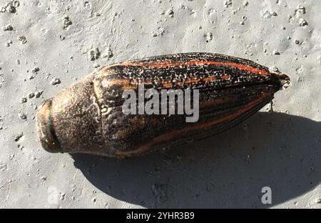 Lined Buprestid Beetle (Buprestis lineata Stock Photo - Alamy