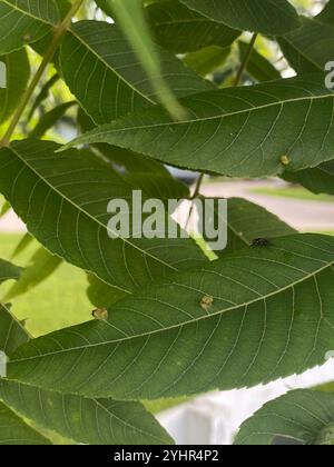 California Black Walnut Pouch Gall Mite (Aceria brachytarsa Stock Photo ...