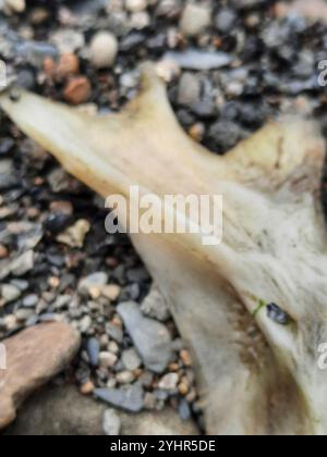North American Freshwater Catfishes (Ictaluridae Stock Photo - Alamy
