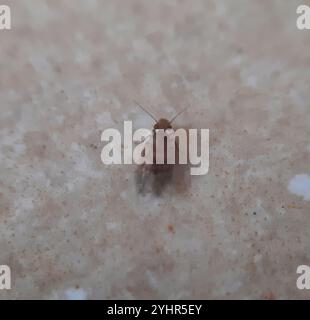 Scaly-winged Barklice (Lepidopsocidae Stock Photo - Alamy