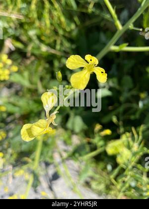 Tall Tumblemustard (Sisymbrium altissimum Stock Photo - Alamy