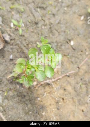 Water-purslane (Lythrum portula Stock Photo - Alamy