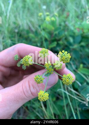 American Thorowax (Bupleurum americanum Stock Photo - Alamy