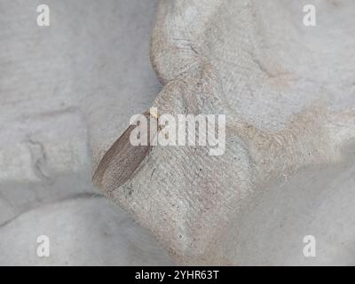 Lesser Wax Moth (Achroia grisella) Insecta Stock Photo - Alamy