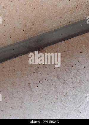 Common Spitting Spider (Scytodes thoracica) Arachnida Stock Photo - Alamy
