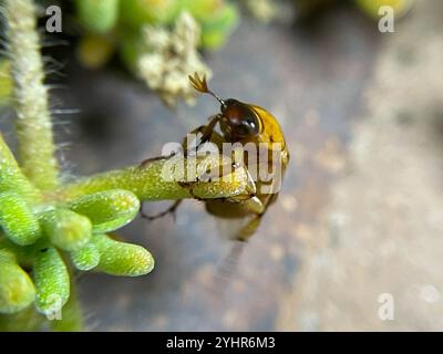 Masked Chafers (Cyclocephala Stock Photo - Alamy