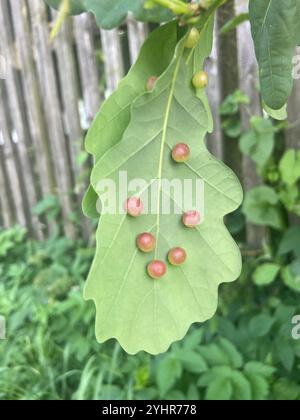 Pea Gall Wasp (Cynips divisa Stock Photo - Alamy