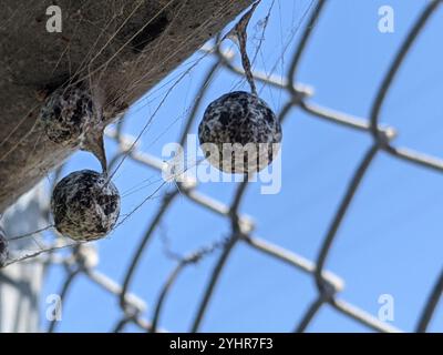 Southern Bolas Spider (Mastophora cornigera Stock Photo - Alamy