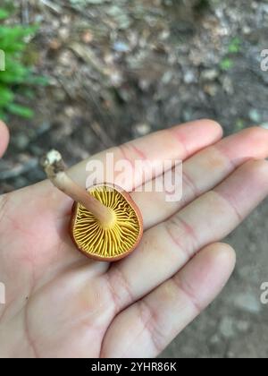 Golden Gilled Bolete (Phylloporus rhodoxanthus) Fungi Stock Photo - Alamy