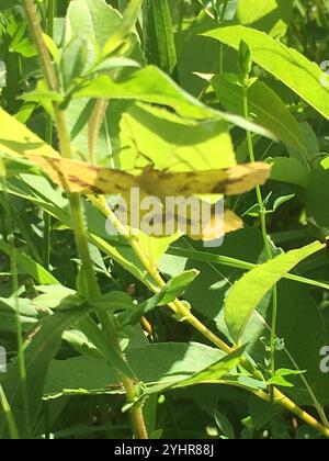 Crocus Geometer Moths (Xanthotype Stock Photo - Alamy