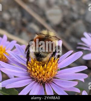 Forest Bumble Bee (Bombus sylvicola), Insecta, Fraser-Fort George, CA ...