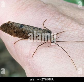 Giant Casemaker Caddisflies (Phryganeidae Stock Photo - Alamy