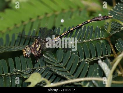 Common Sanddragon (Progomphus obscurus Stock Photo - Alamy